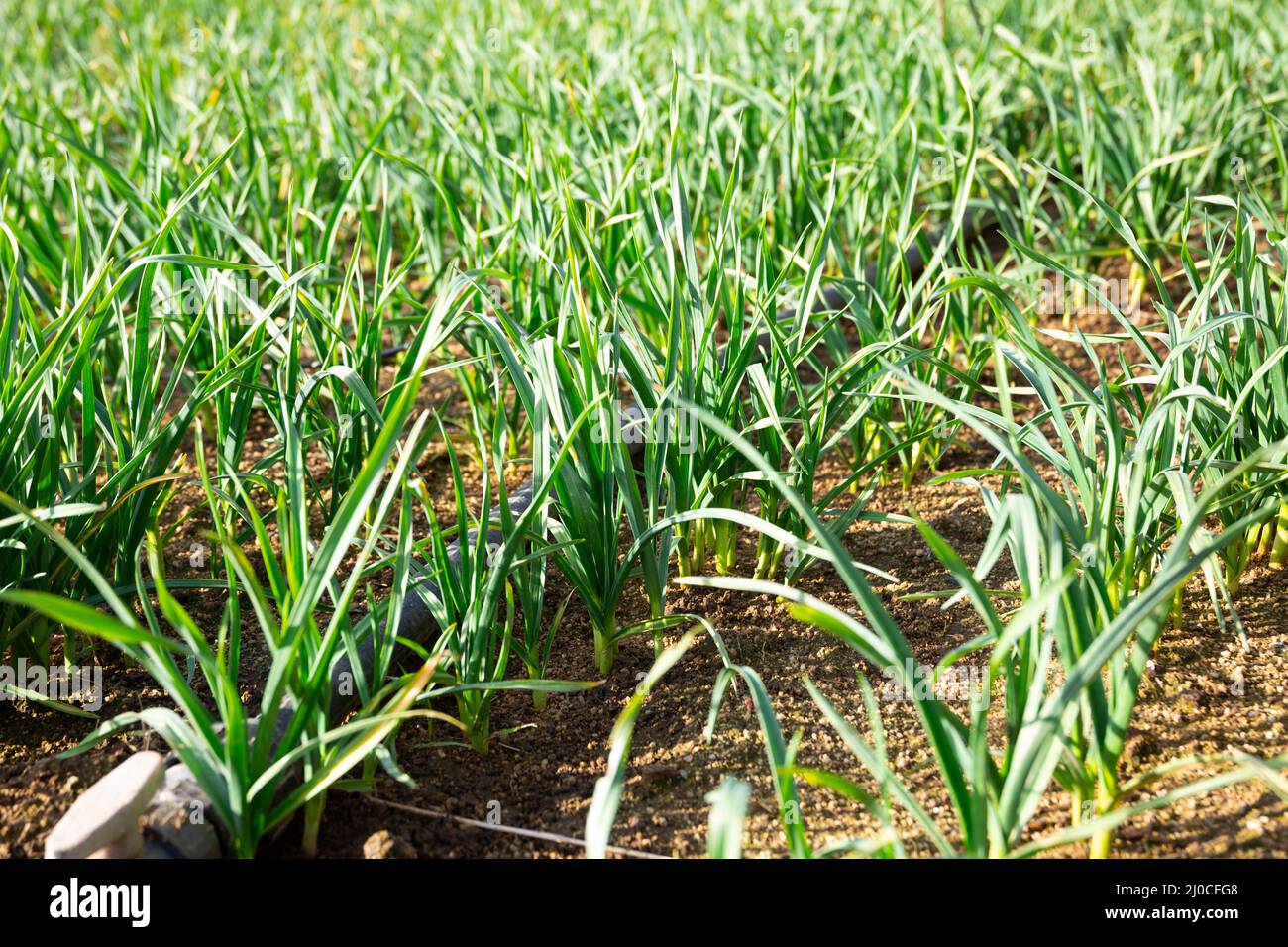 Rows of harvest of garlic on farm field Stock Photo - Alamy