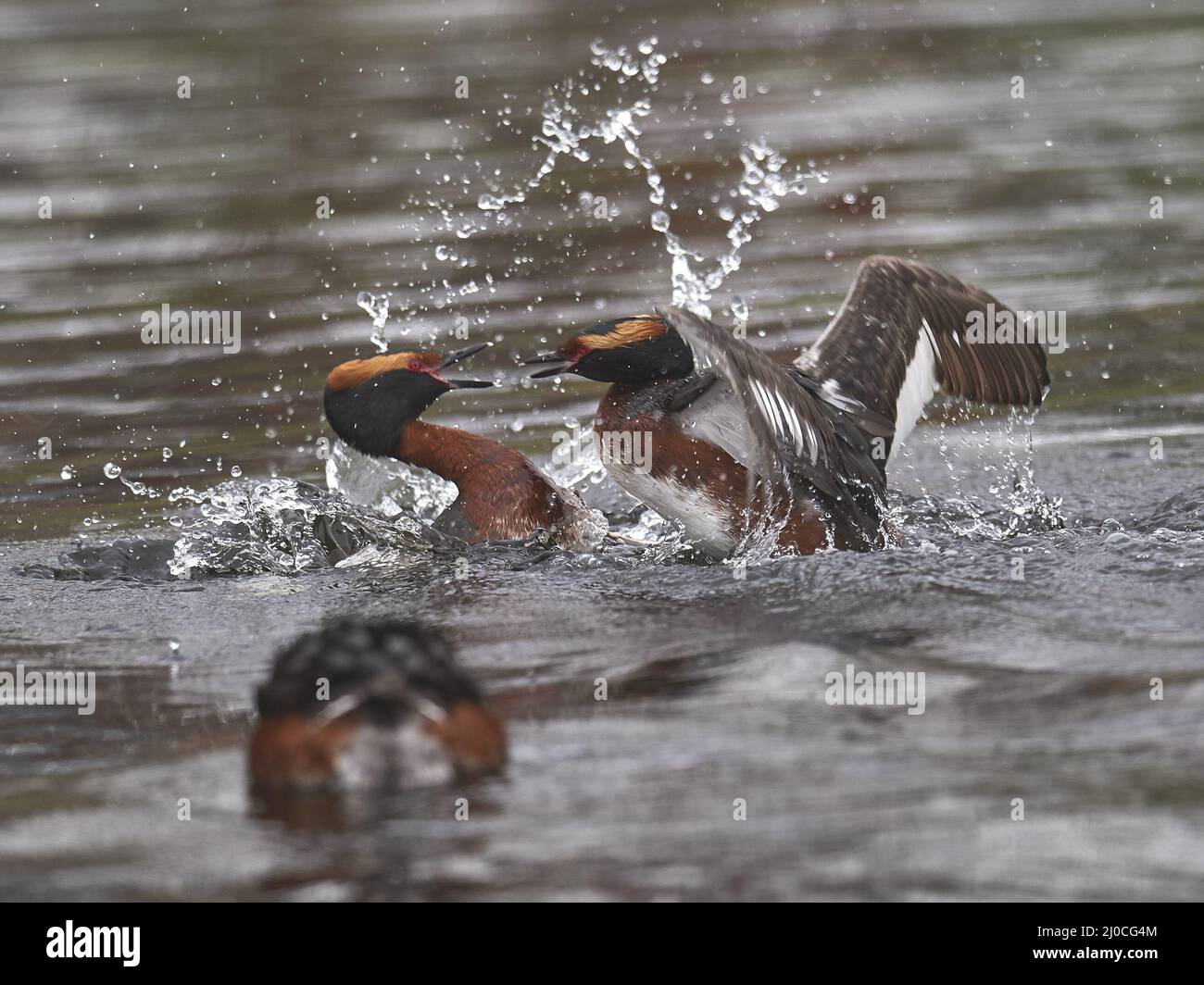 Grebes of europe hi-res stock photography and images - Alamy