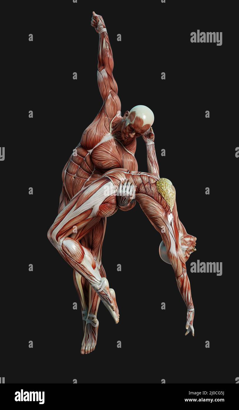 3D render of male and female figures pose with skin and muscle map on ...