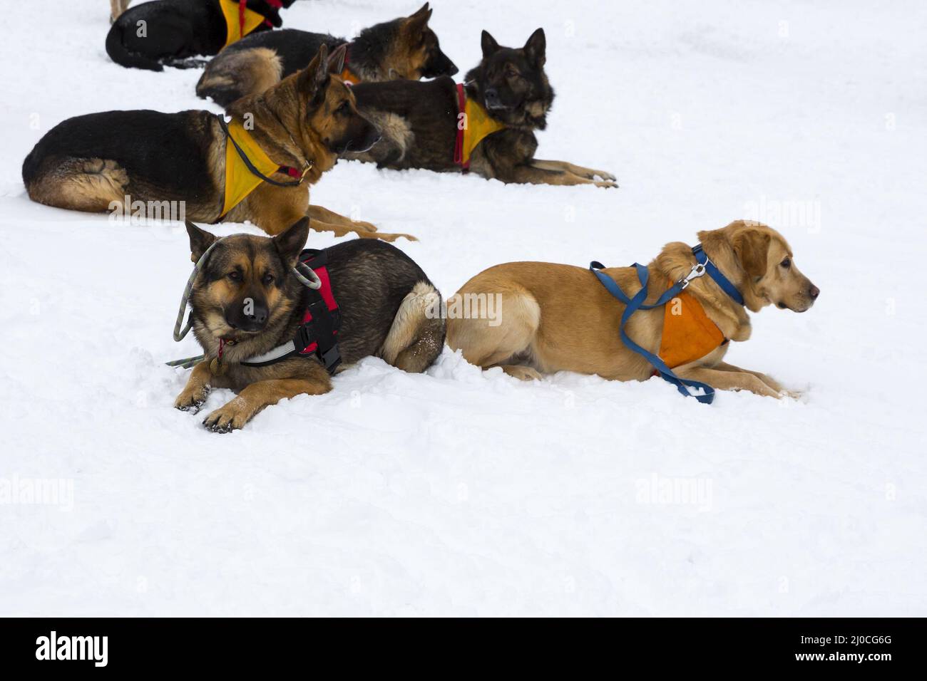 Red Cross rescue dogs Stock Photo - Alamy