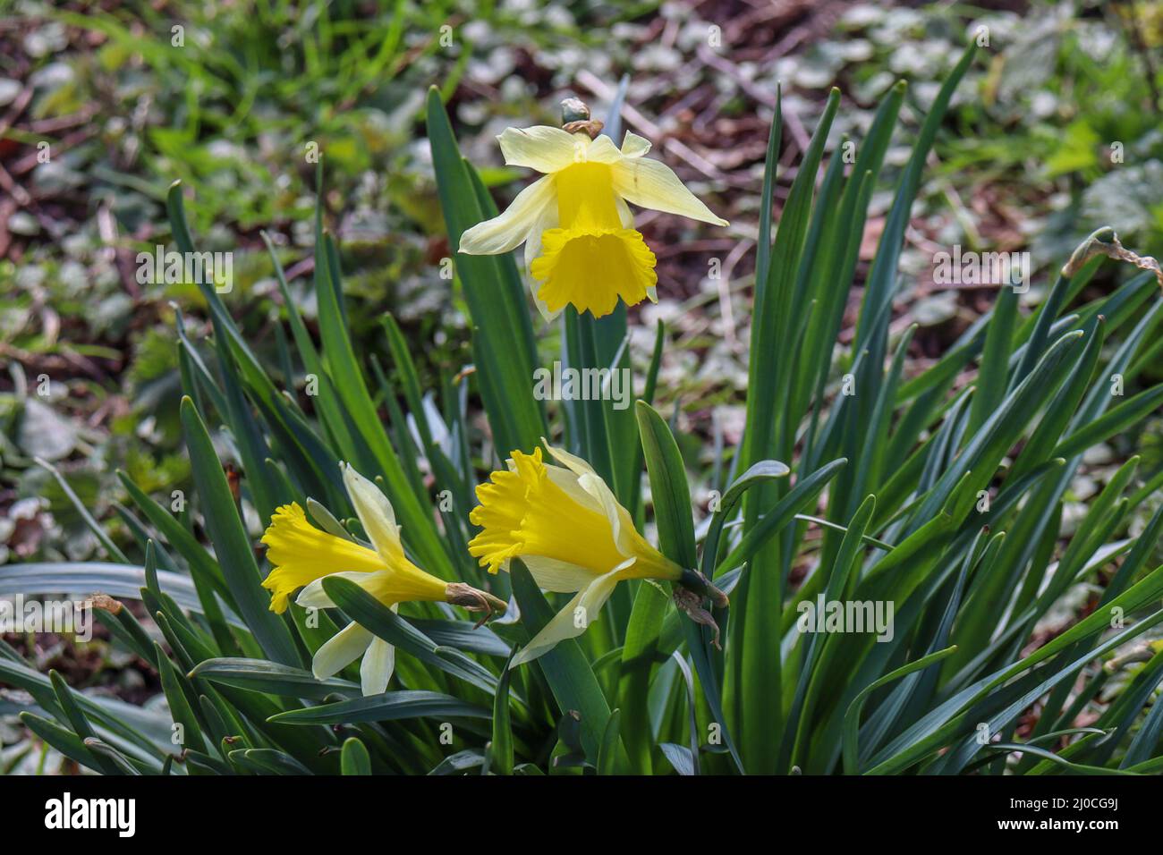 Outdoor wild flowering Daffodils Stock Photo - Alamy