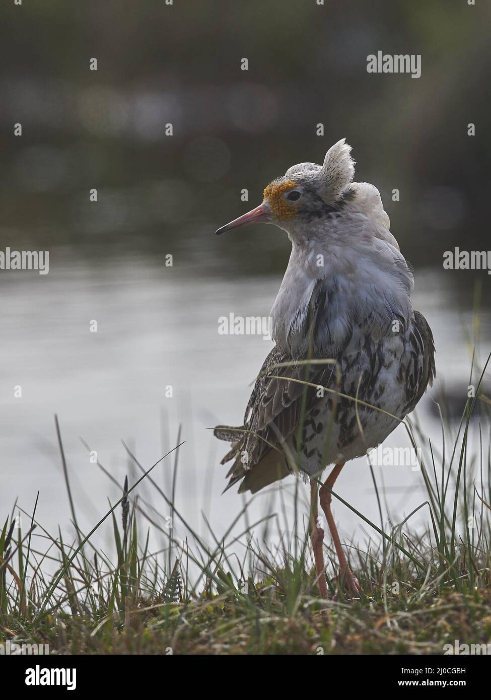 Male ruff in breeding plumage hi-res stock photography and images - Alamy