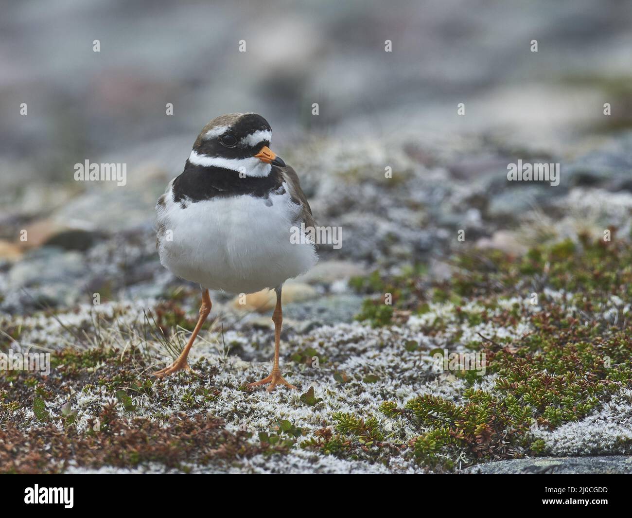 Common Ringed Plover Stock Photo - Alamy