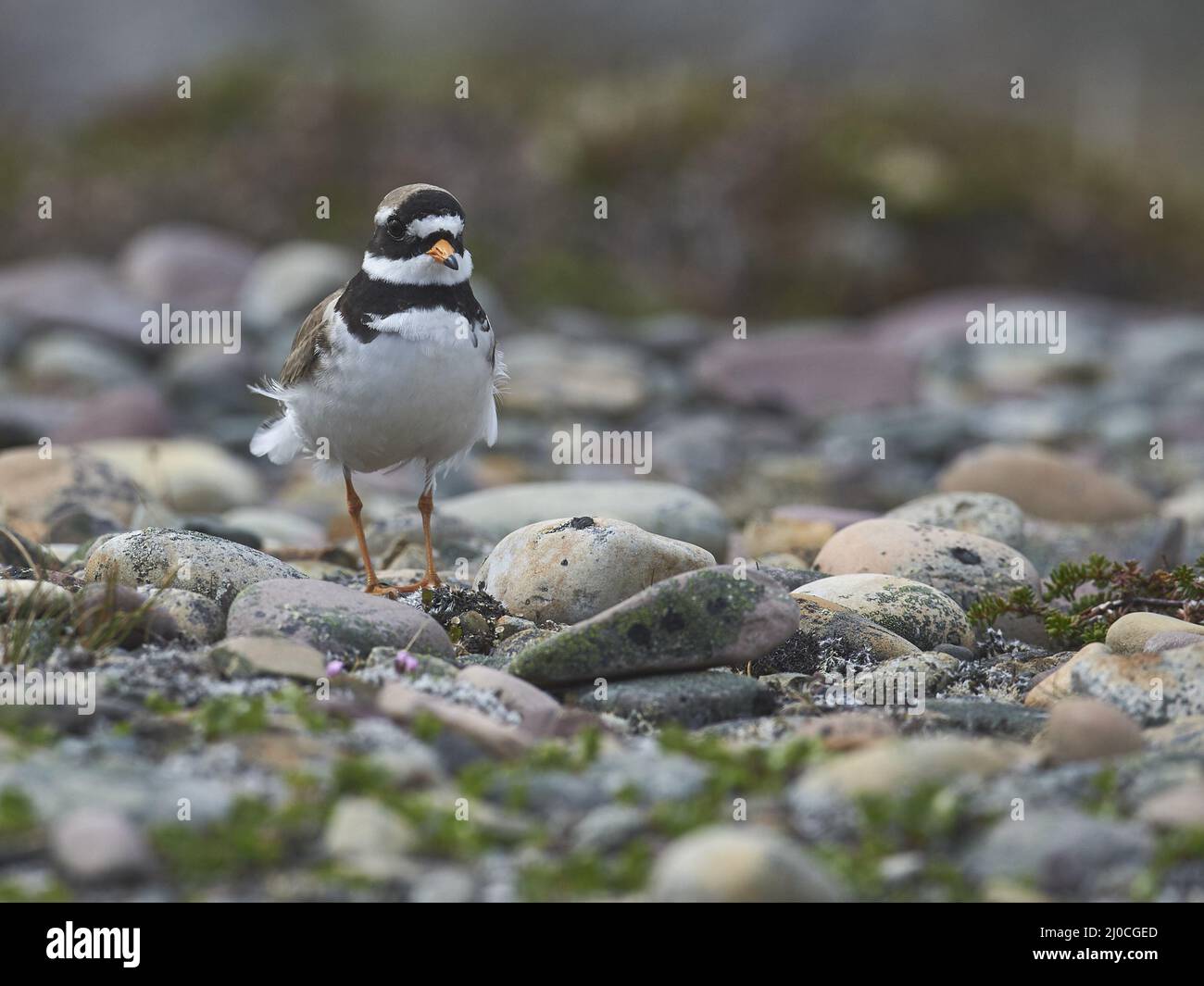 Common Ringed Plover Stock Photo - Alamy