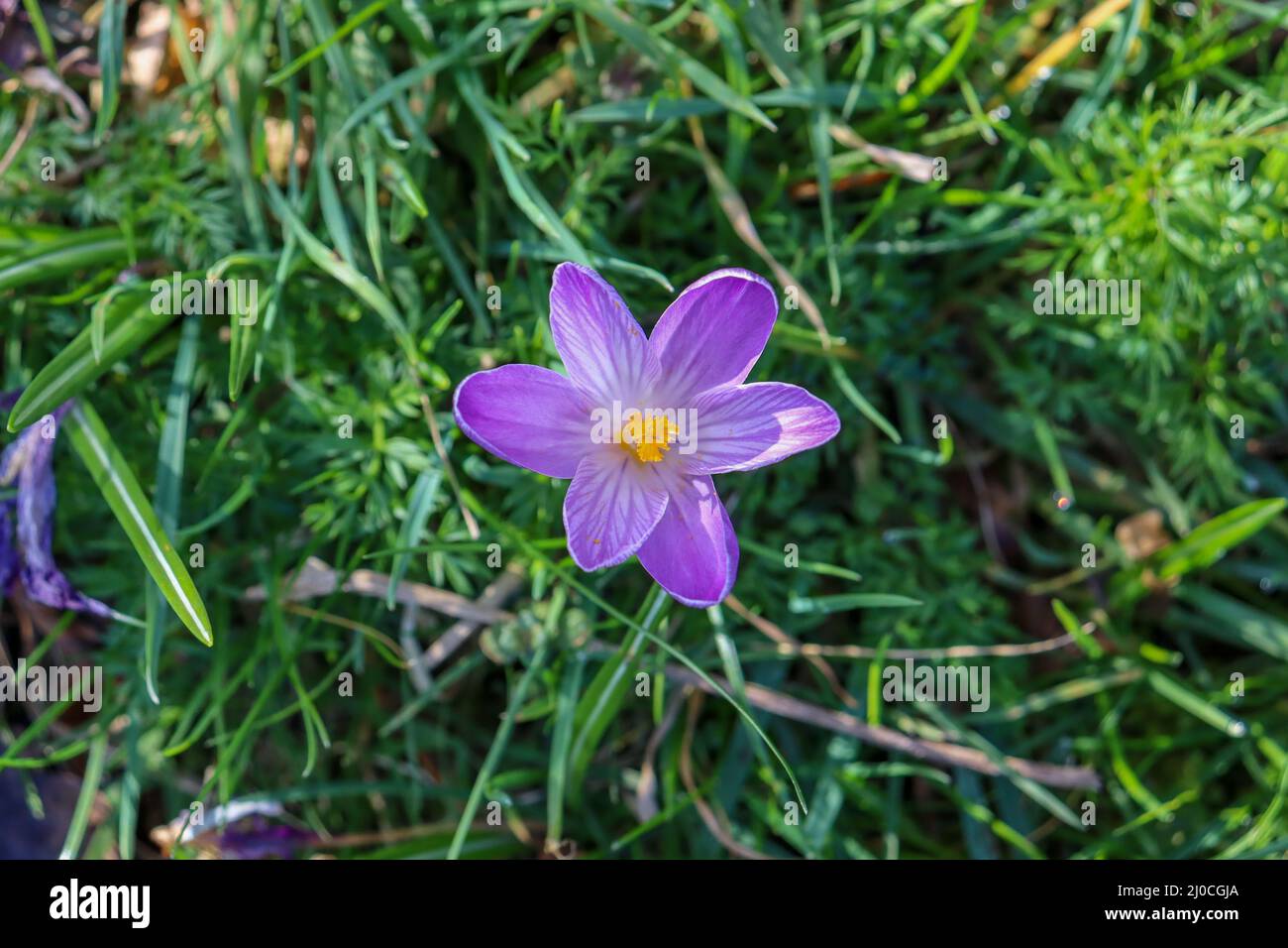Early spring purple flowering Crocus Stock Photo - Alamy