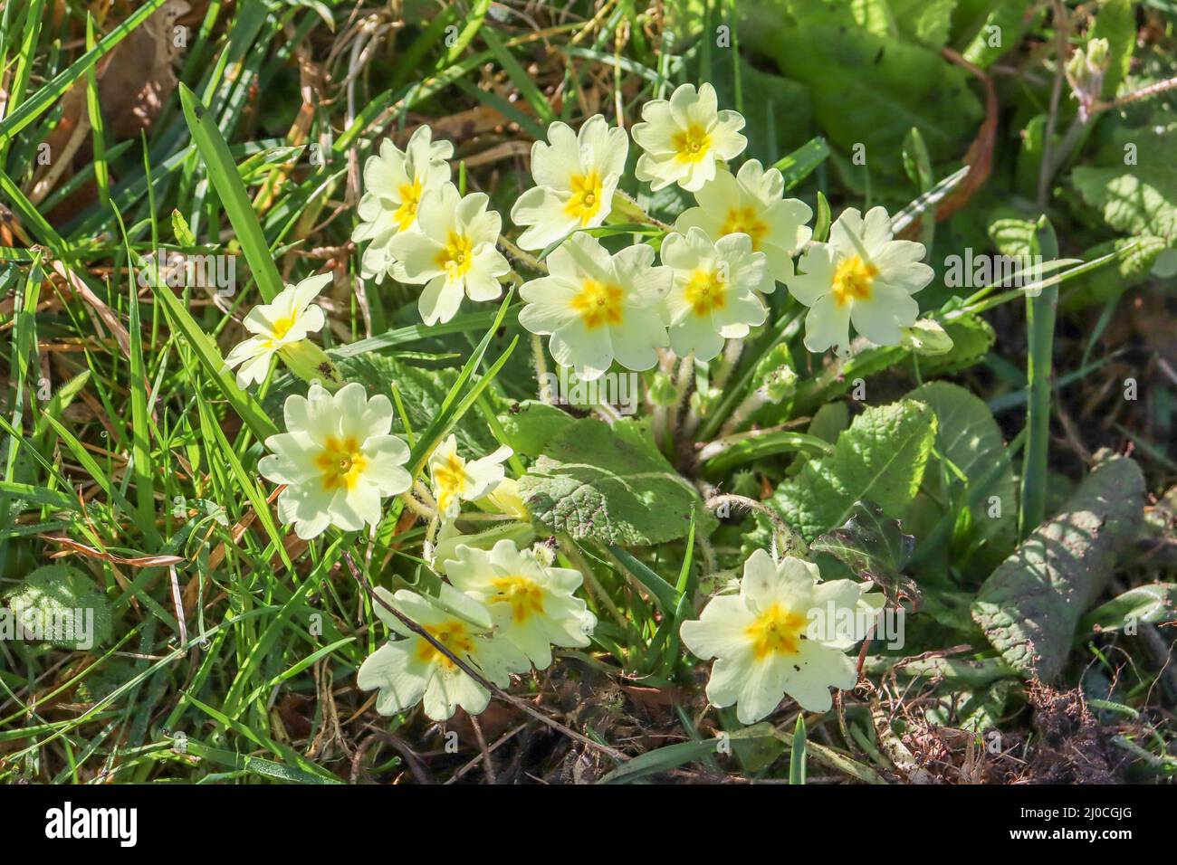 Yellow wild plants hi-res stock photography and images - Alamy