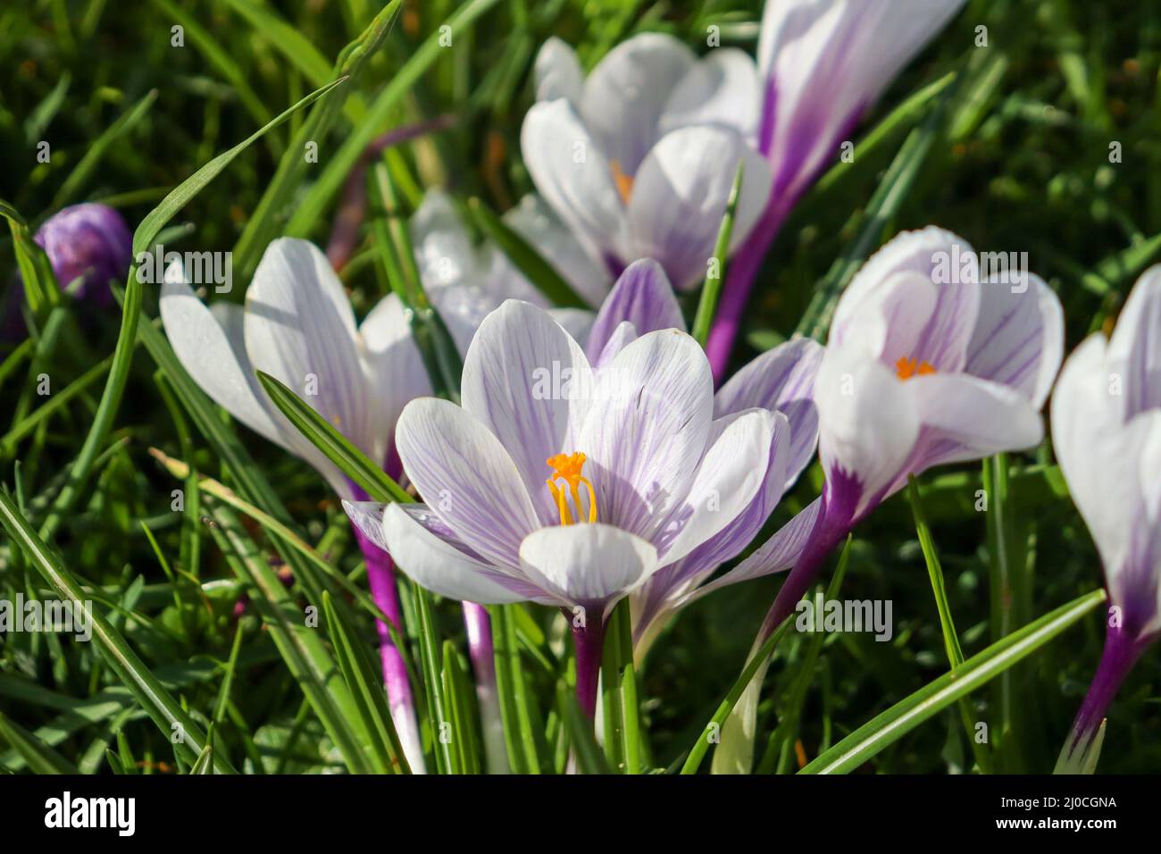 Early spring purple flowering Crocus Stock Photo - Alamy