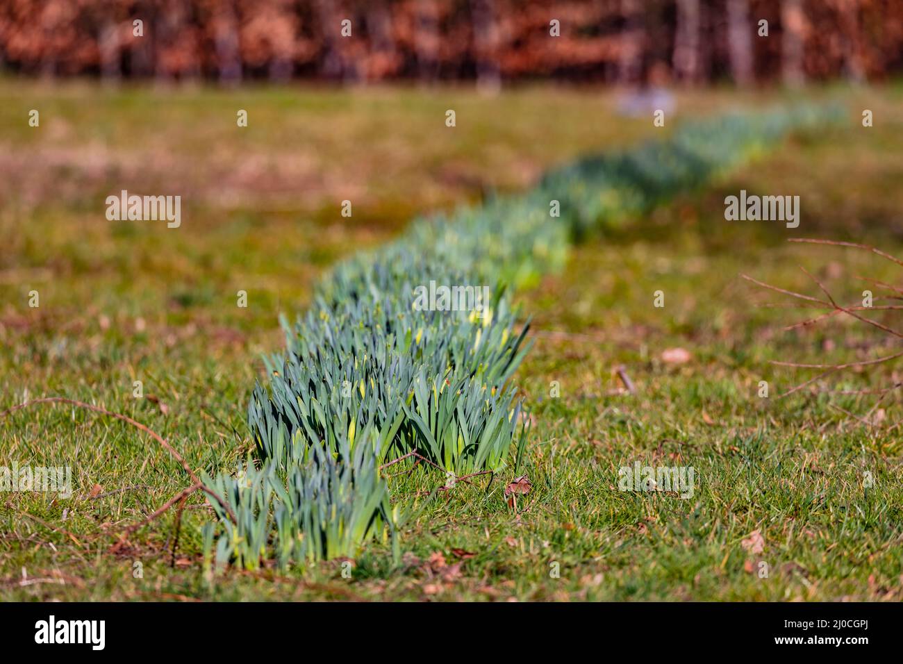Row of daffodils hi-res stock photography and images - Alamy