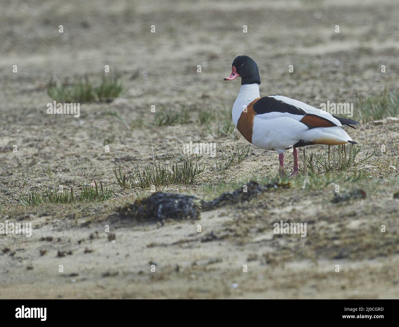 Shelduck water bird hi-res stock photography and images - Alamy