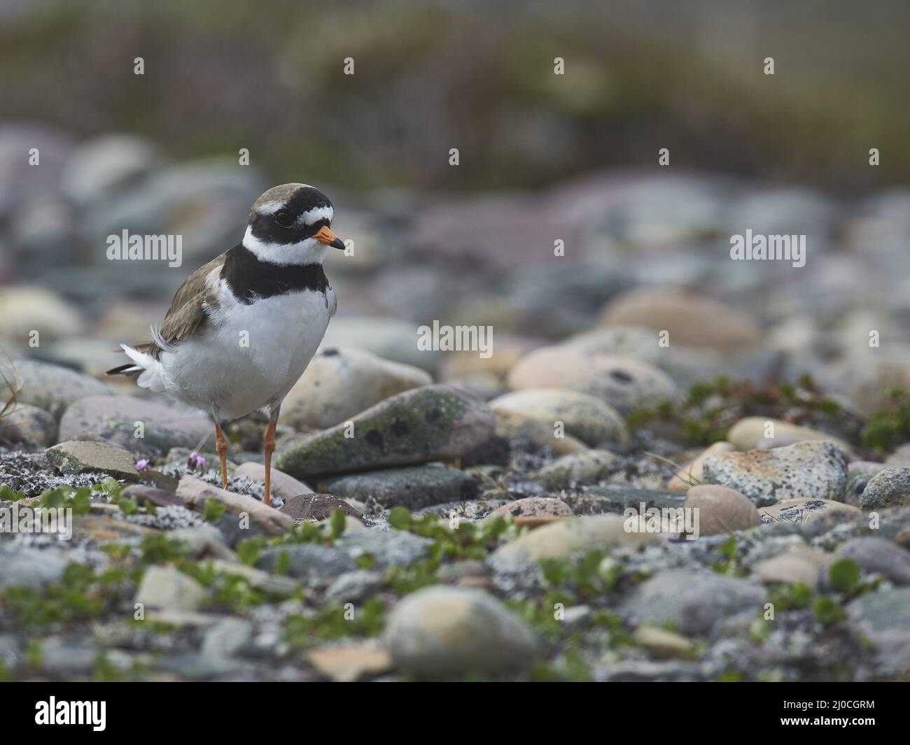 Common Ringed Plover Stock Photo - Alamy