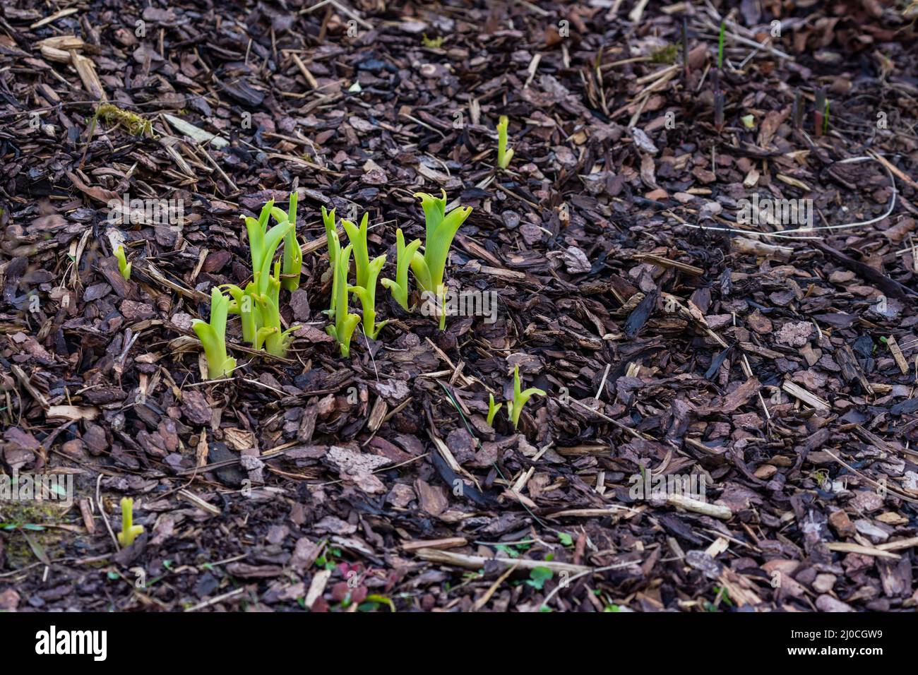 Plant vigor hi-res stock photography and images - Alamy