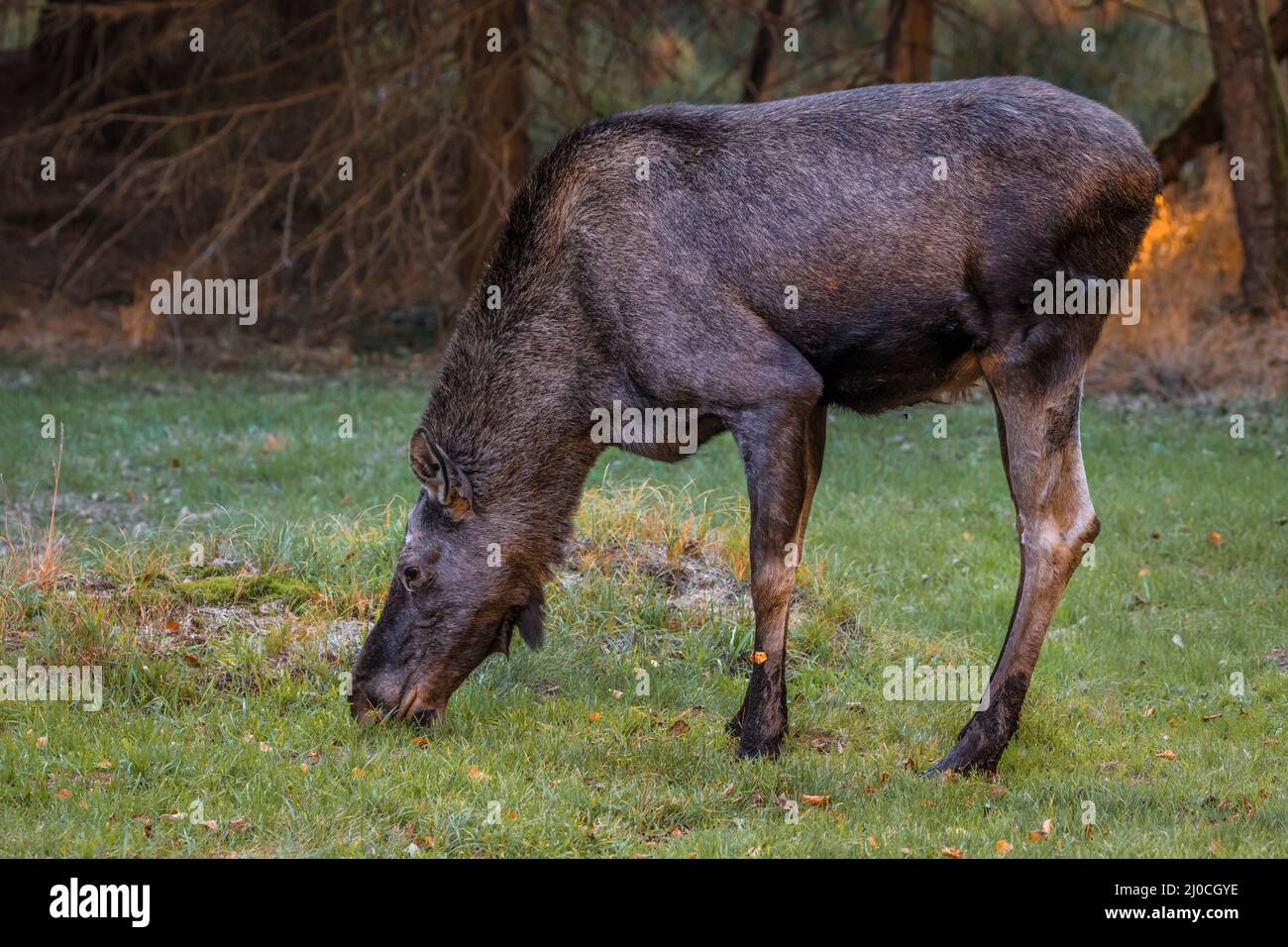 Elk Moose in a national park in Bavarian forest on a golden sunny ...