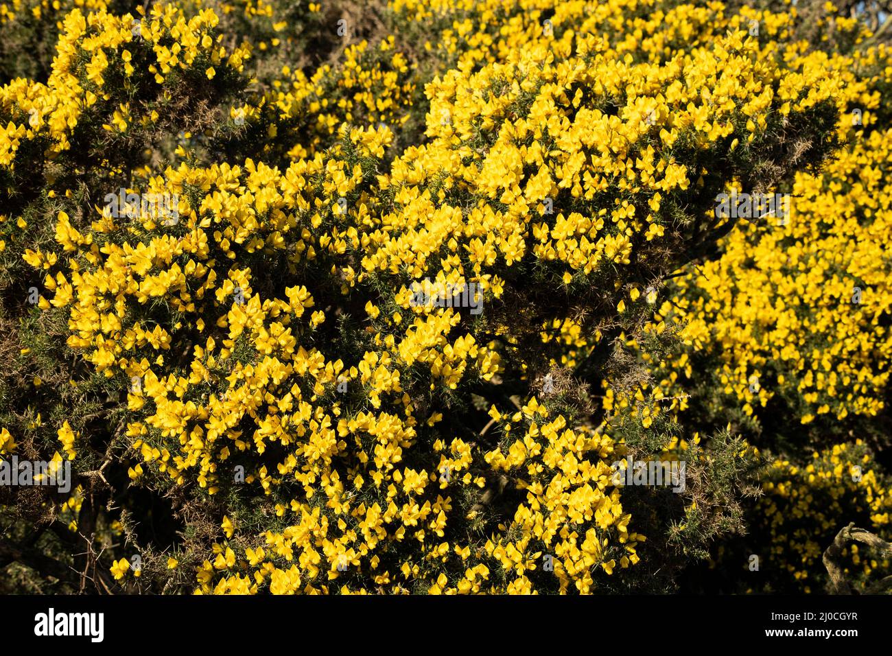 In spring the Gorse or Furze along the coastal cliffs burst in a ...