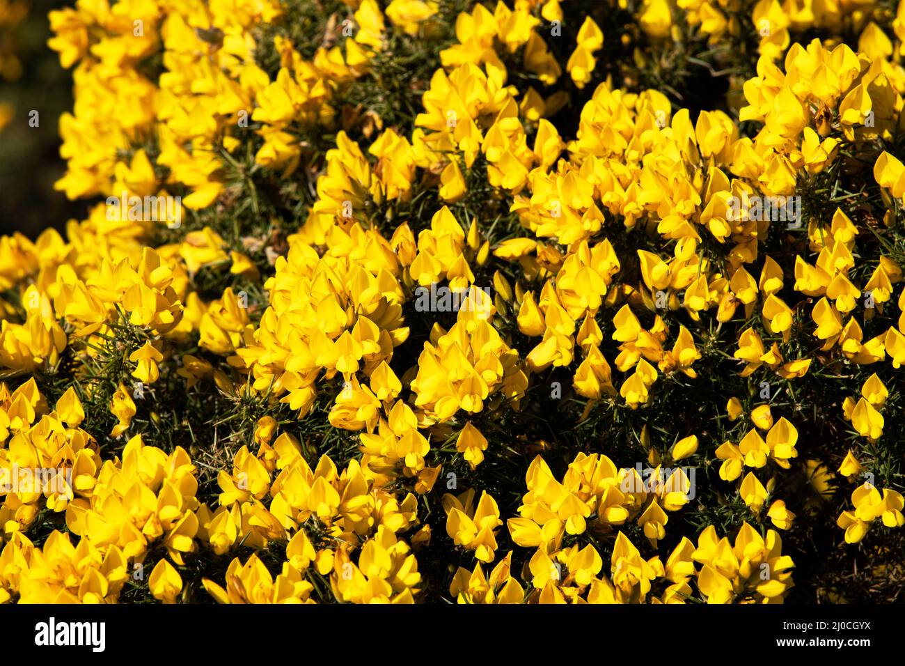 In spring the Gorse or Furze along the coastal cliffs burst in a ...