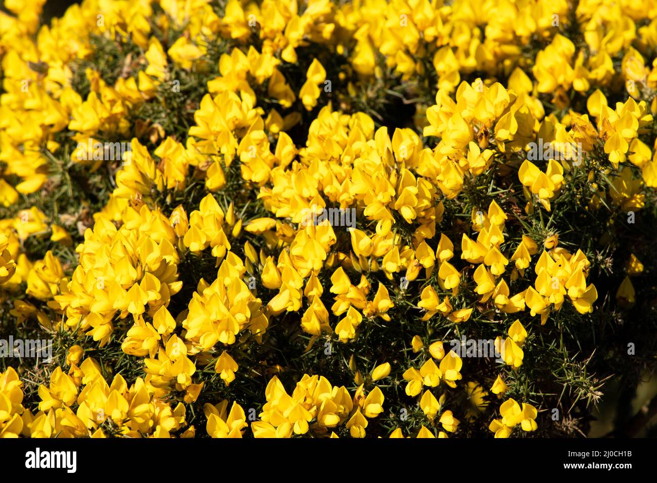 In spring the Gorse or Furze along the coastal cliffs burst in a ...