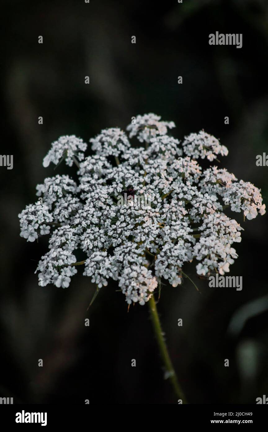 Colorful, vibrant bouquet of flowers; Asiatic lilies, roses, diaphragms ...