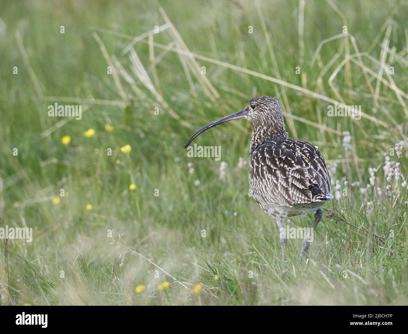 Curlew and animal hi-res stock photography and images - Alamy