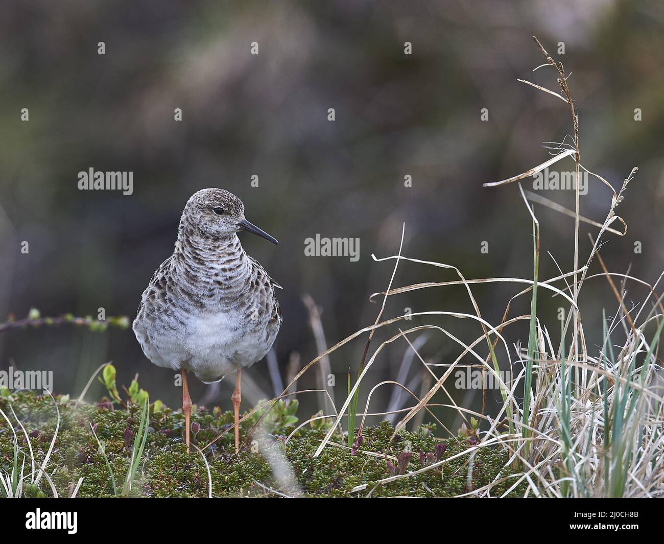 Ruff waders male hi-res stock photography and images - Alamy
