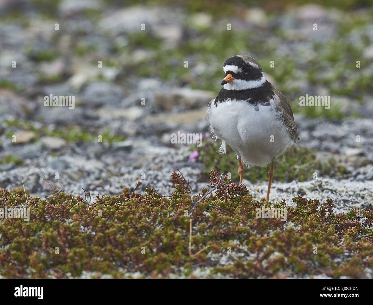 Common Ringed Plover Stock Photo - Alamy