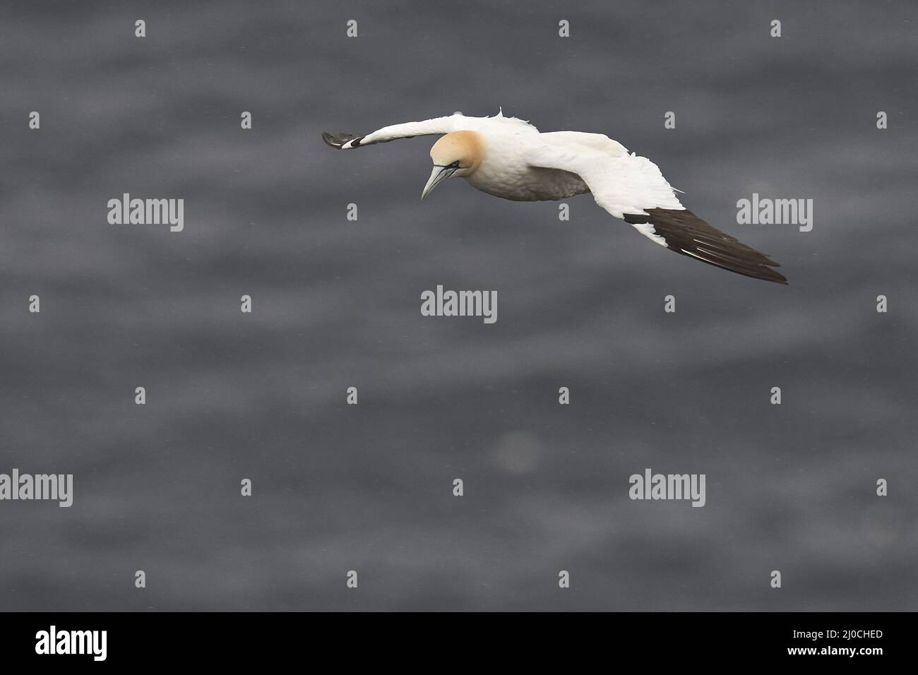 Northern ganne hi-res stock photography and images - Alamy