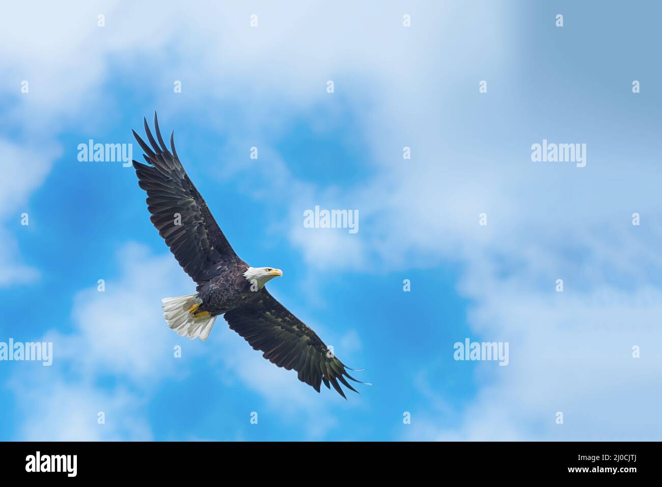 Bald eagle in flight Stock Photo - Alamy