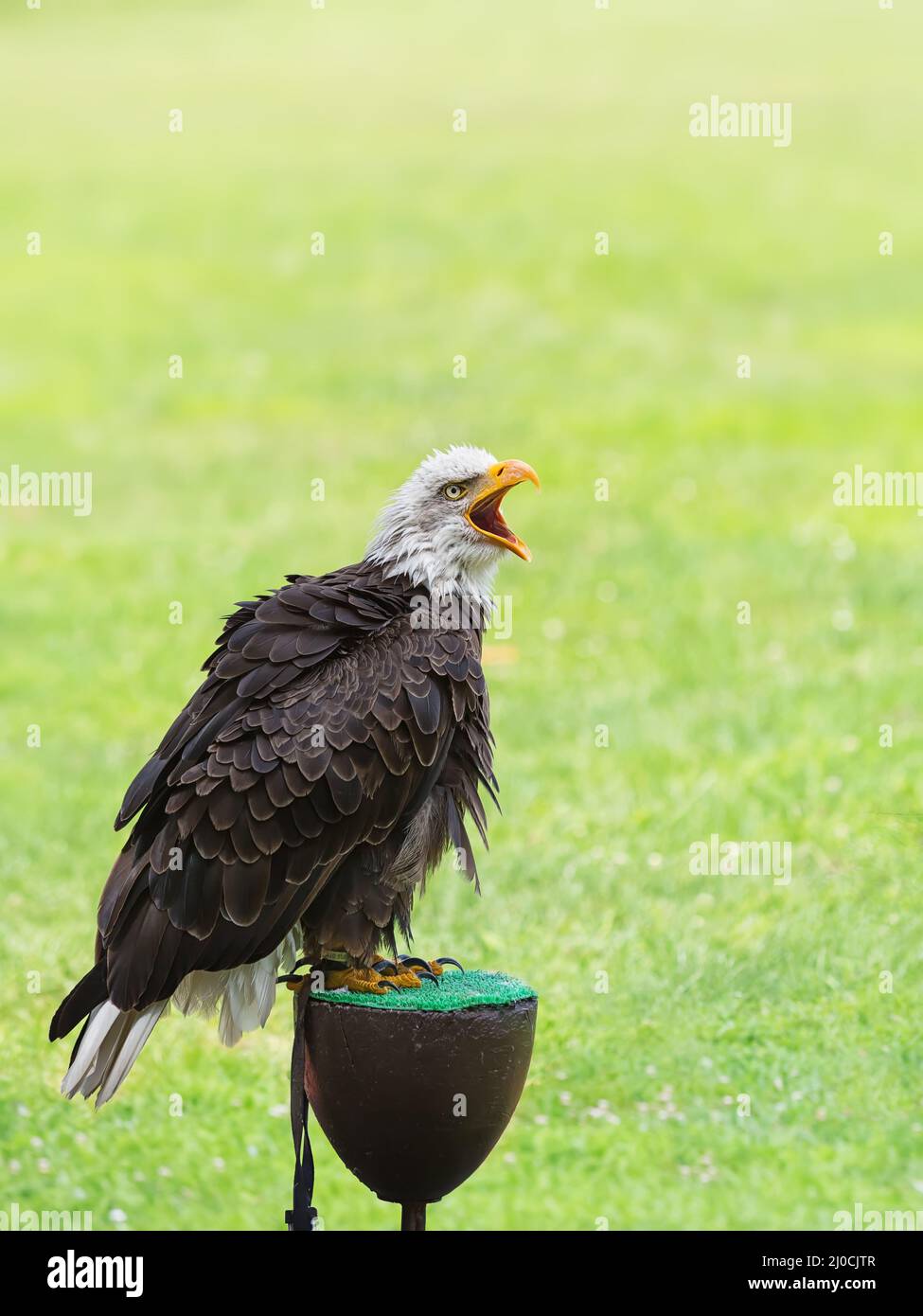 Bald eagle head close up portrait Stock Photo - Alamy