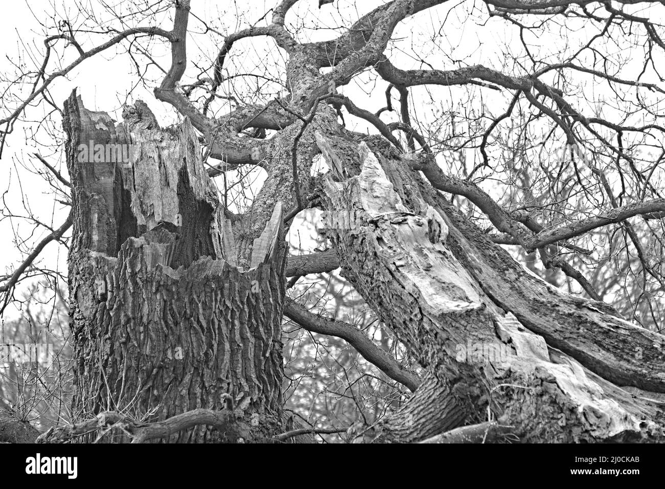 Broken top tree Black and White Stock Photos & Images - Alamy