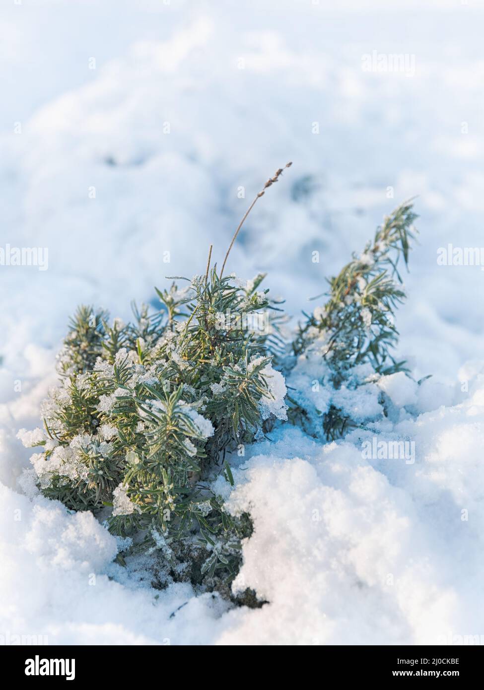 Lavender under the snow hi-res stock photography and images - Alamy