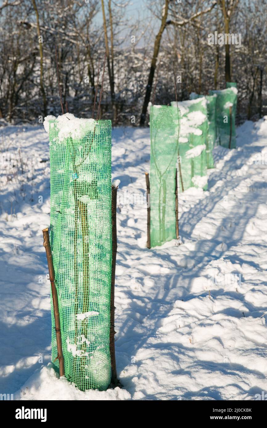 Tree seedlings protected with green mesh Stock Photo - Alamy