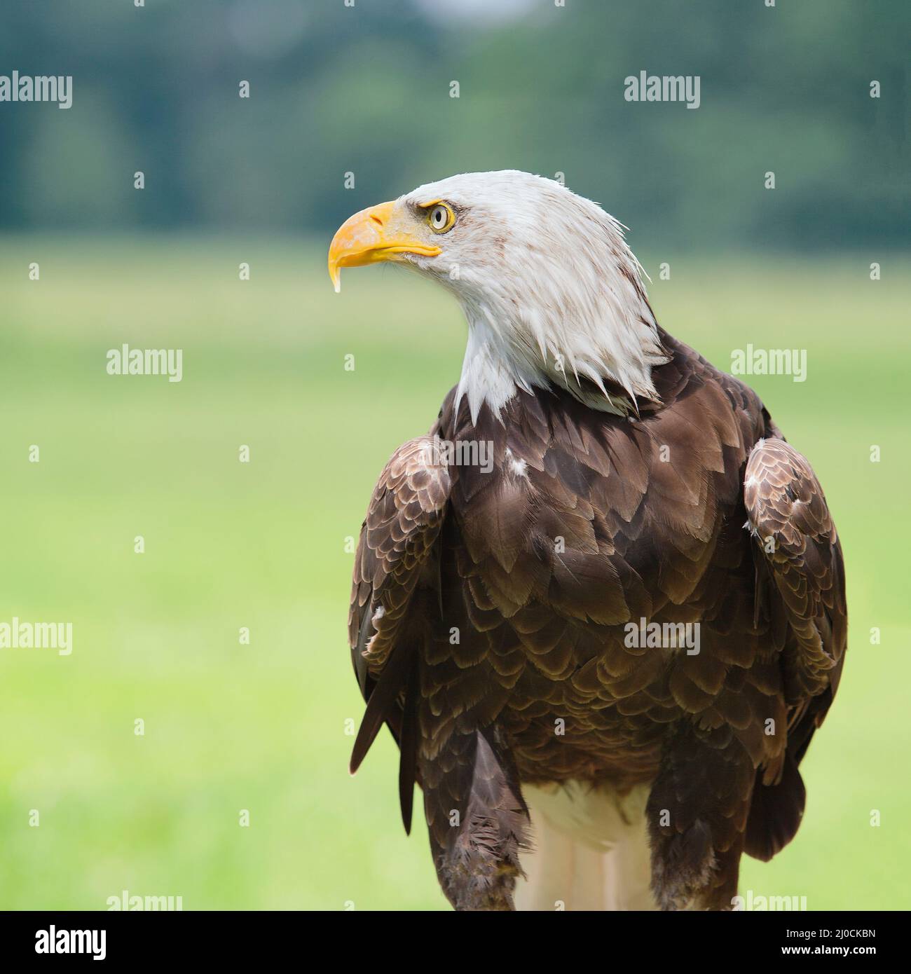 Bald eagle viewl profile Stock Photo - Alamy