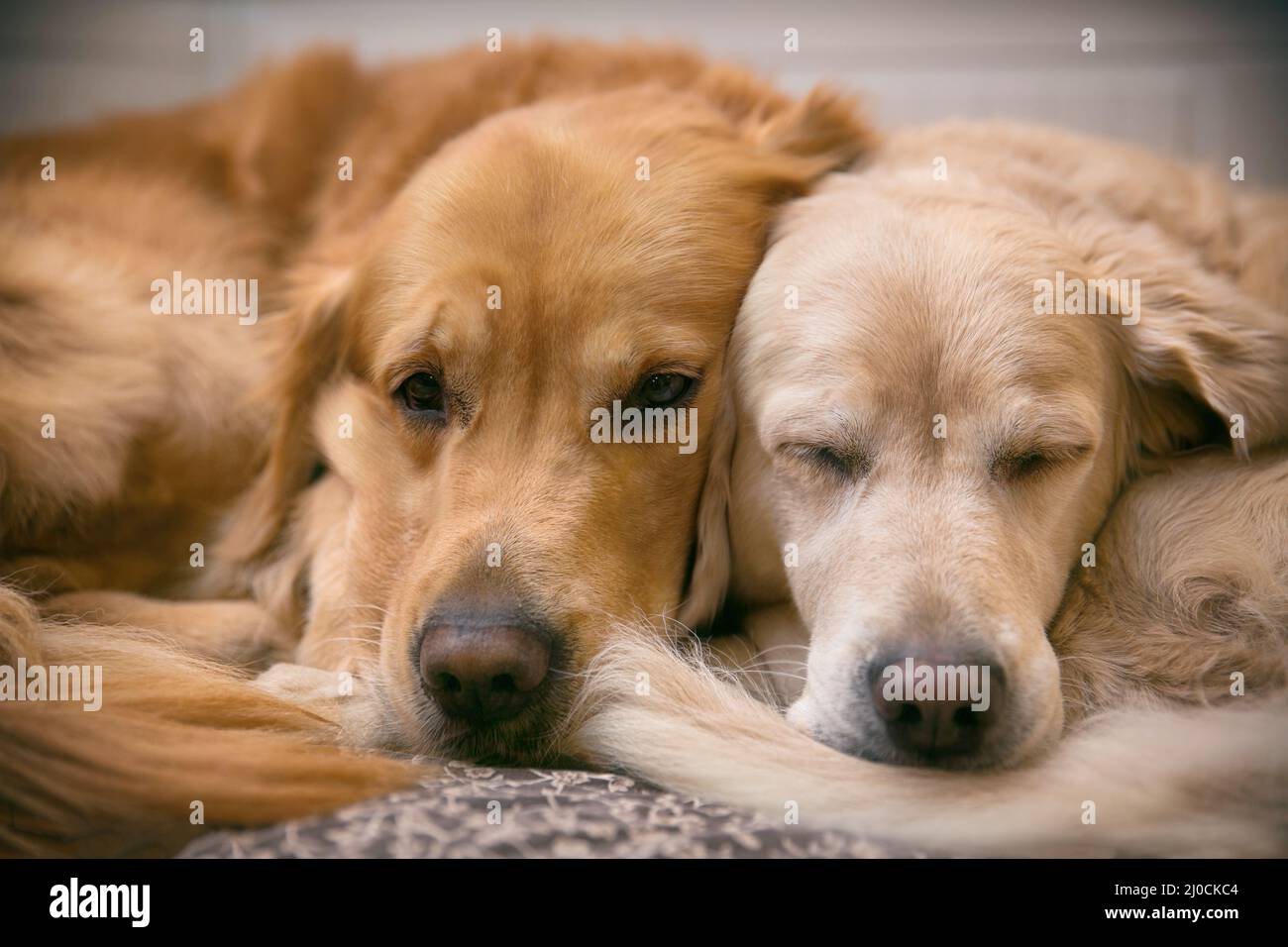 View of two dogs lying Stock Photo - Alamy