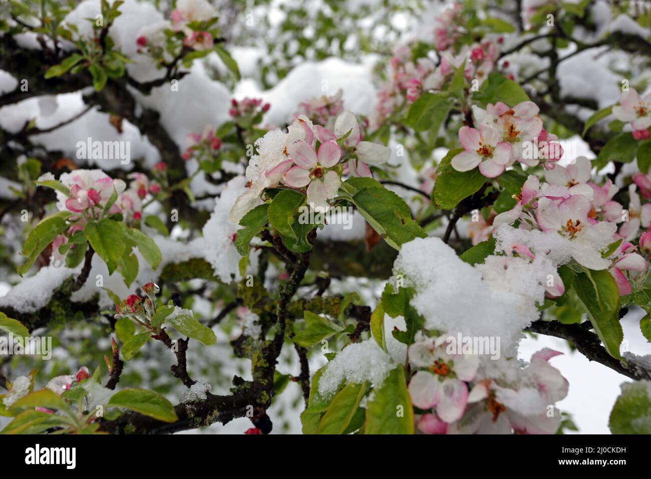 Apple tree covered with hi-res stock photography and images - Alamy