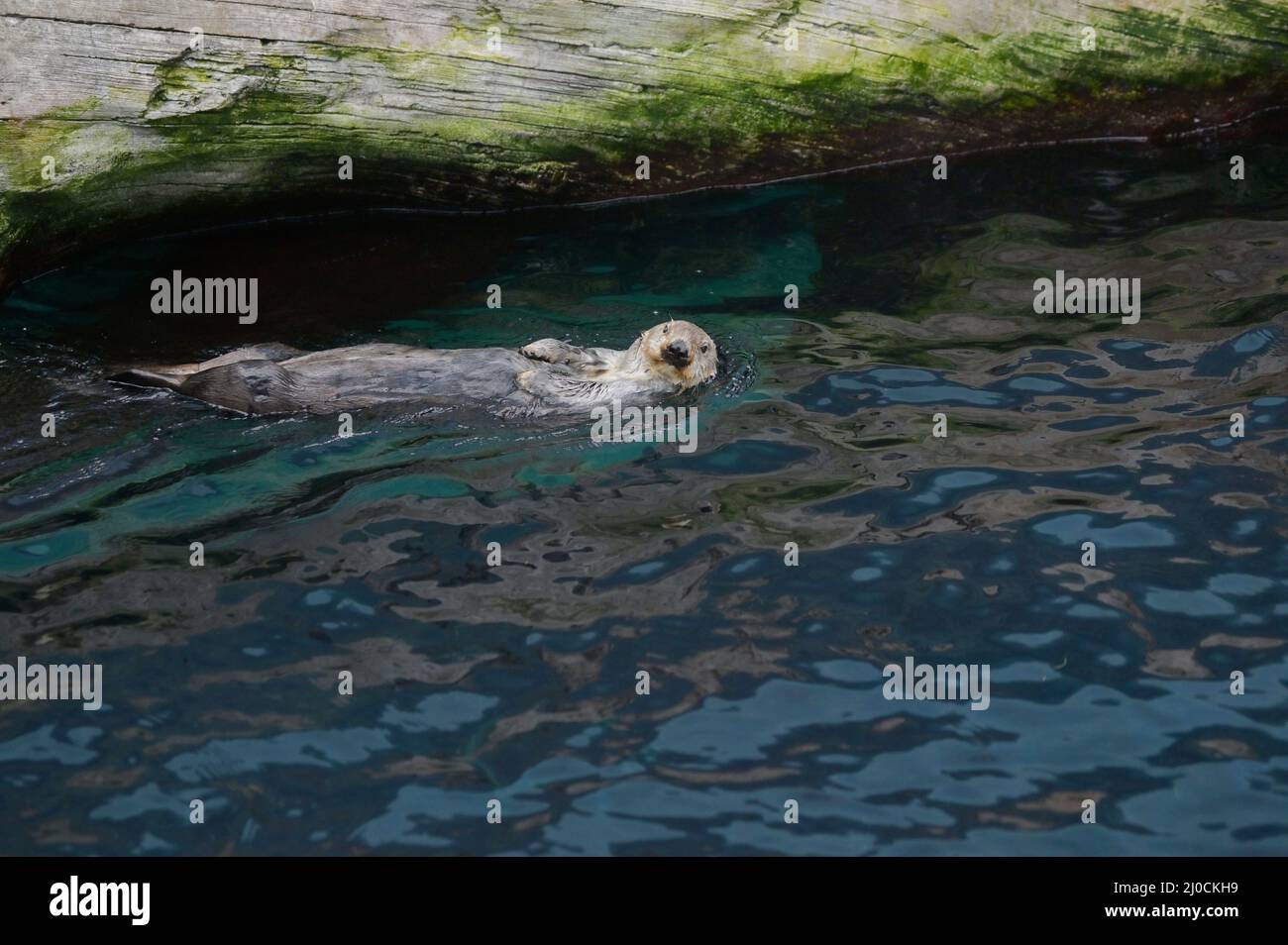 Sea Otter Floating On Its Back in cold waters Stock Photo - Alamy