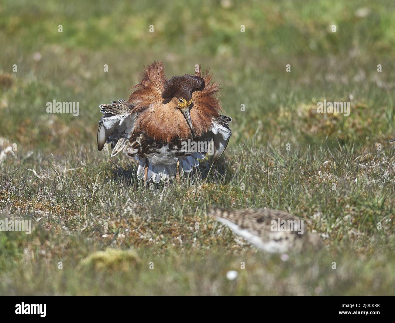 Male ruff in breeding plumage hi-res stock photography and images - Alamy