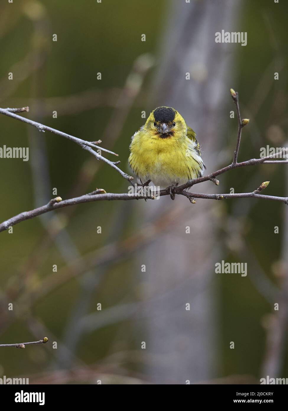 Siskin portrait hi-res stock photography and images - Alamy