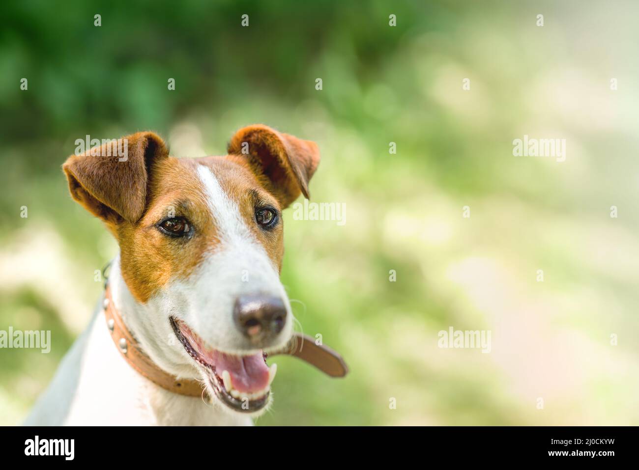 Smooth fox terrier hi-res stock photography and images - Alamy