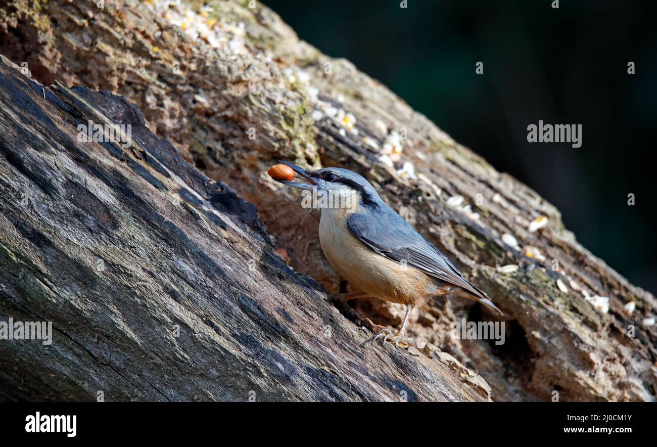 Eurasian nuthatch collecting nuts to cache Stock Photo - Alamy