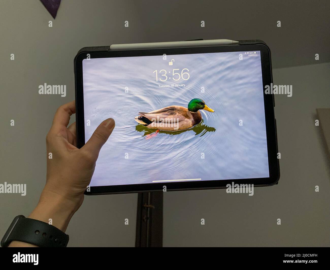 The person hand holding the tablet with a duck on its display wallpaper ...