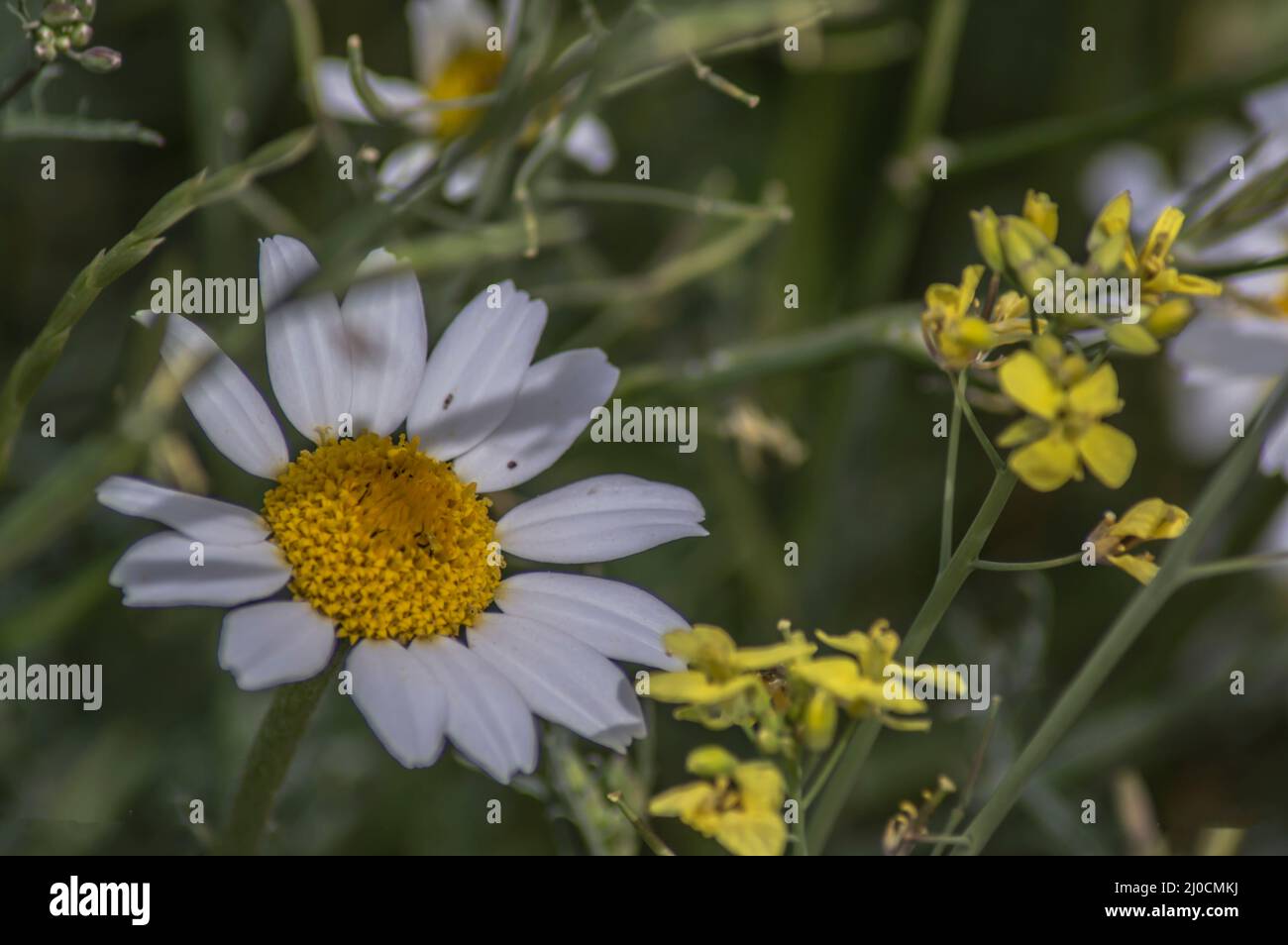 Colorful, vibrant bouquet of flowers; Asiatic lilies, roses, diaphragms ...