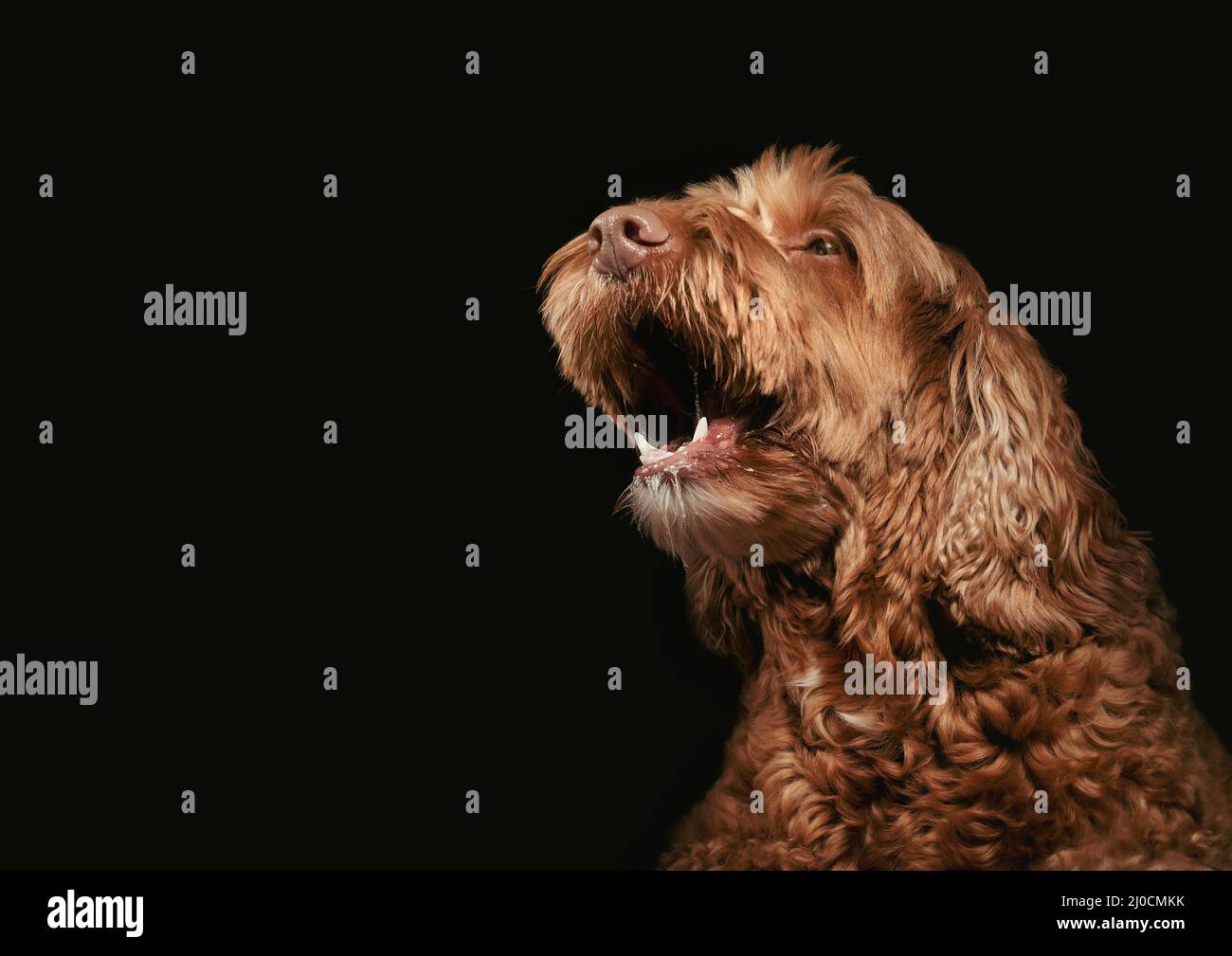 What Is The Most Annoying Dog