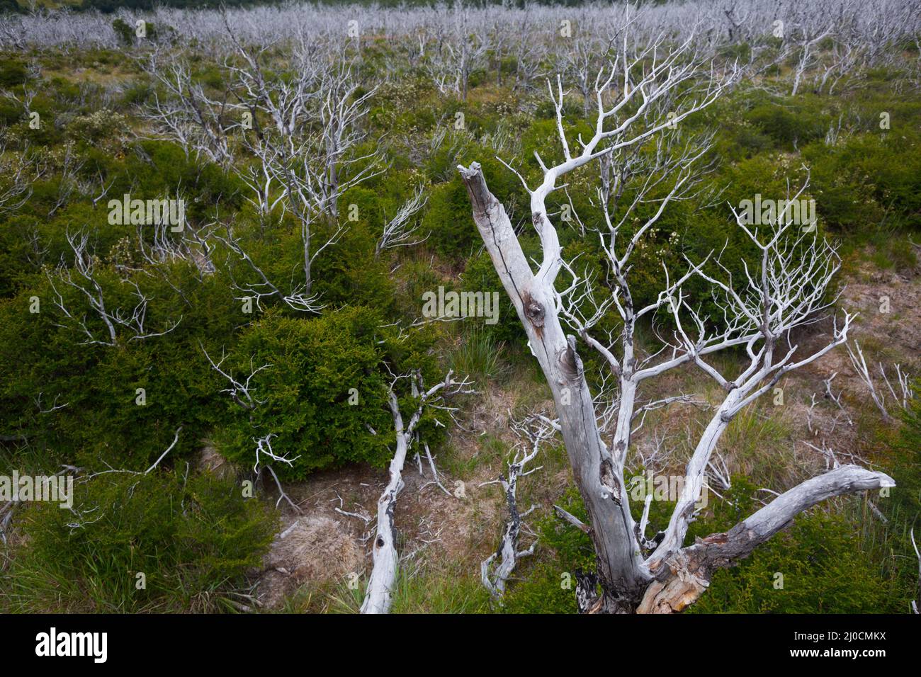 Reserved forests hi-res stock photography and images - Alamy