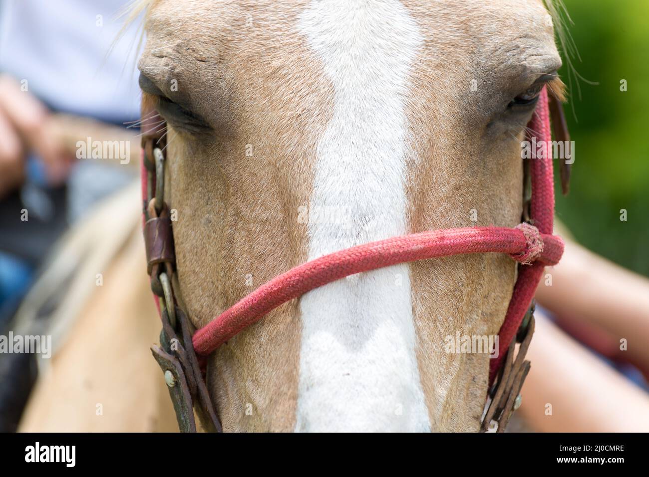 Close up of horse mouth hi-res stock photography and images - Alamy