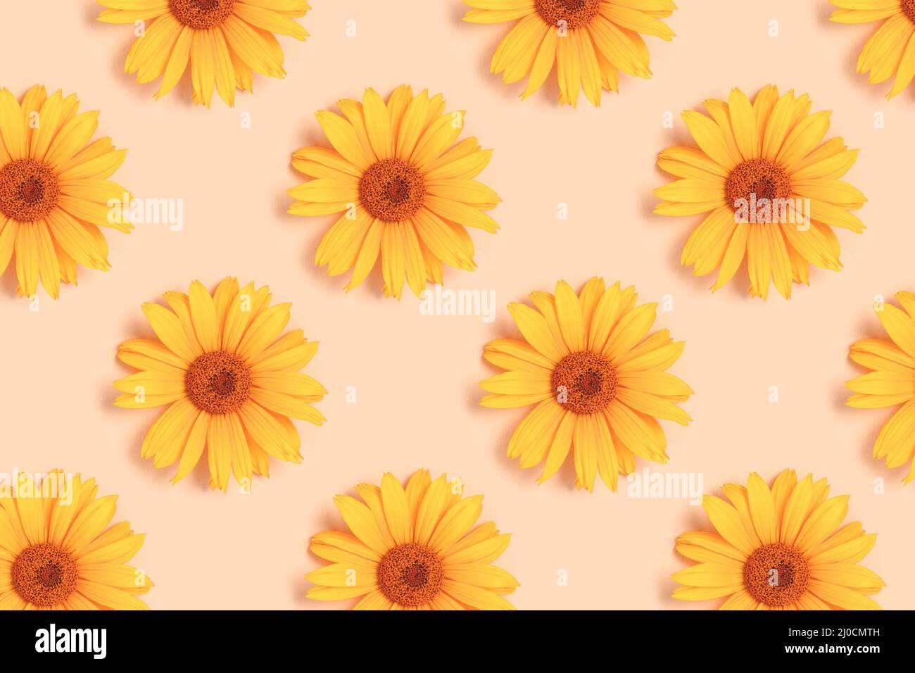 Repetitive pattern made of orange arnica flower heads on a beige ...