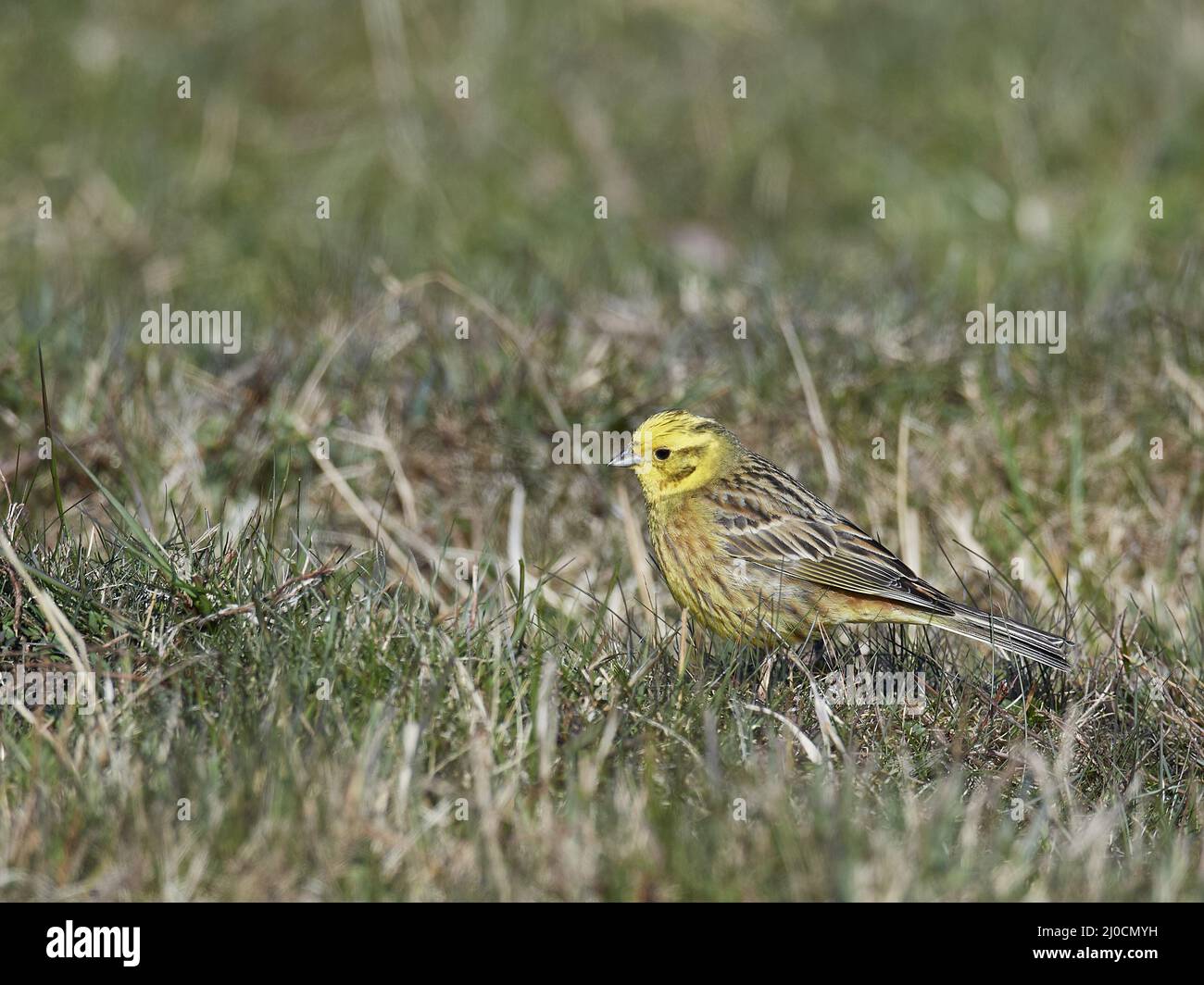 Yellowhammer singing hi-res stock photography and images - Alamy