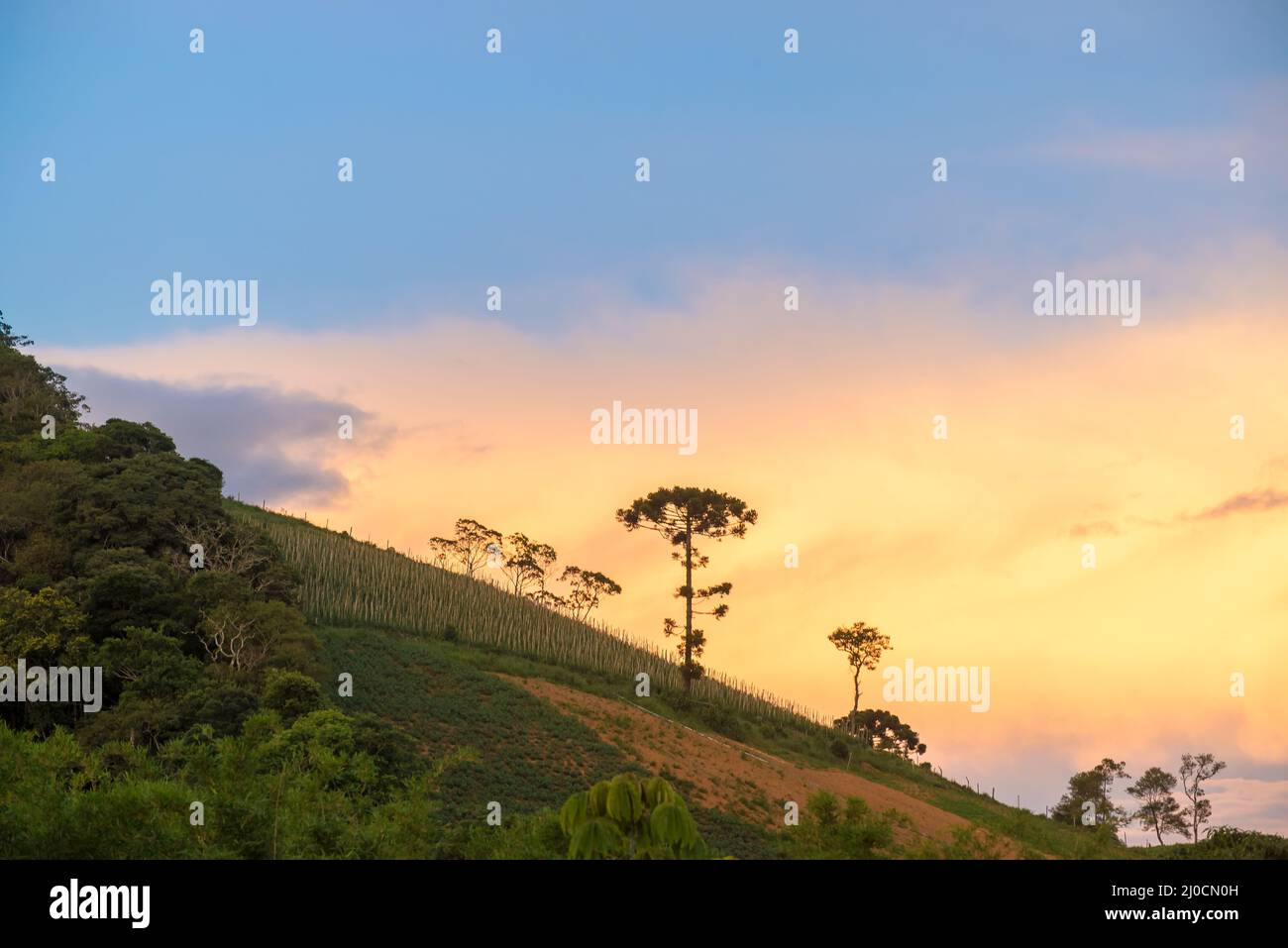 Big araucaria hi-res stock photography and images - Alamy