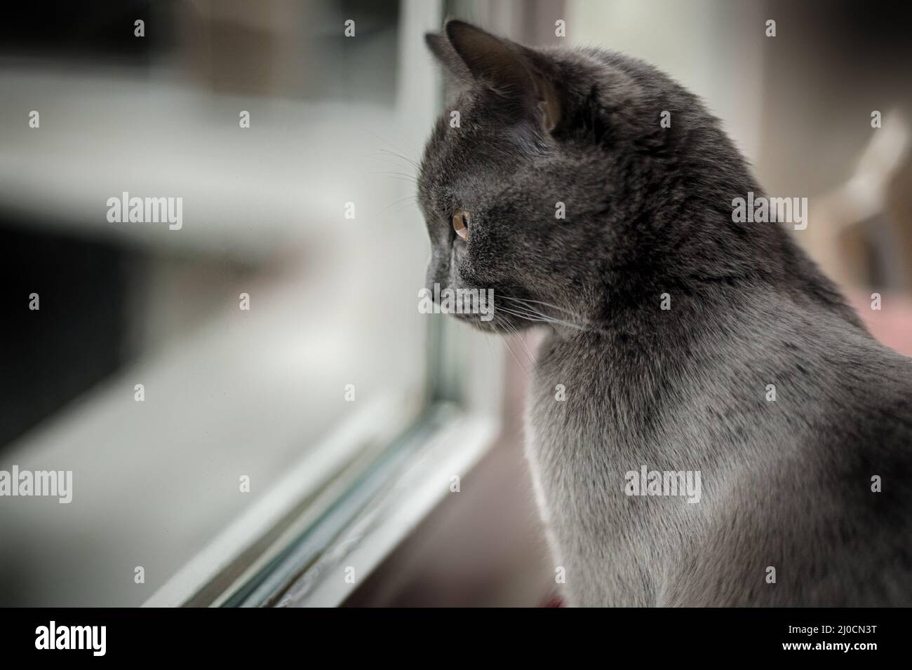 Snoopy cat hi-res stock photography and images - Alamy
