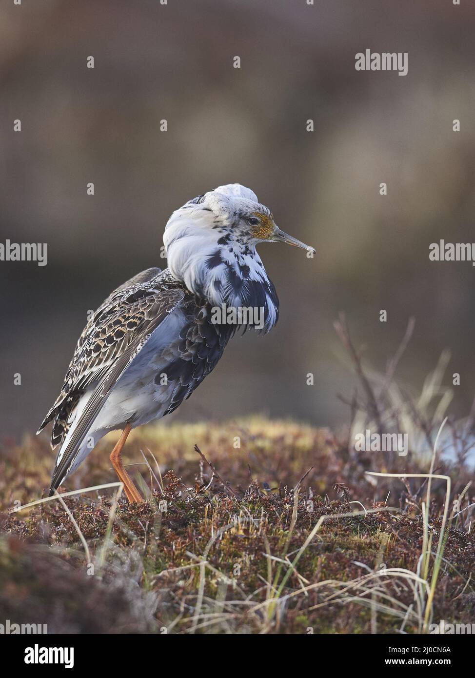 Ruff in summer plumage hi-res stock photography and images - Alamy