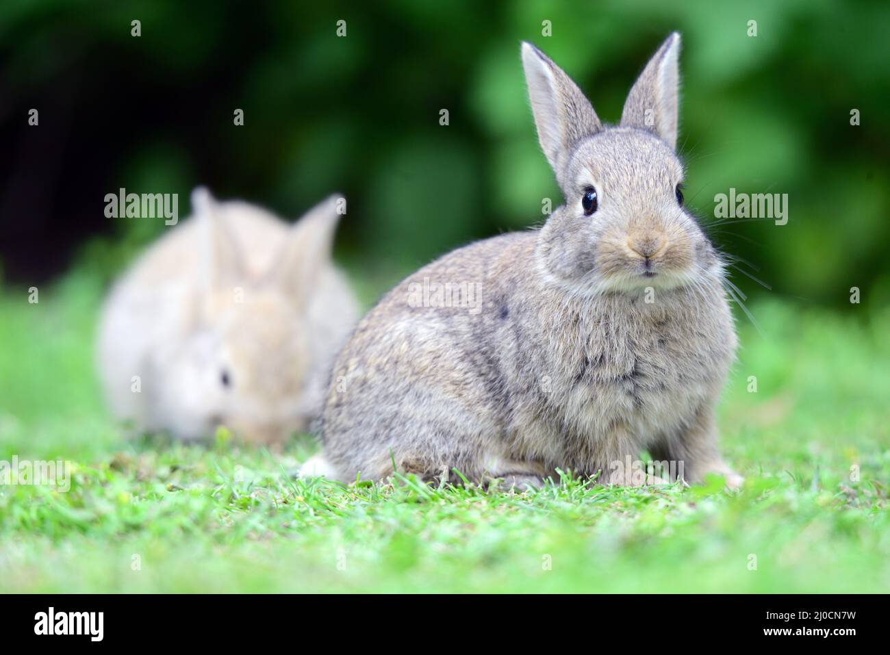 Cute Bunnies on the grass Stock Photo - Alamy