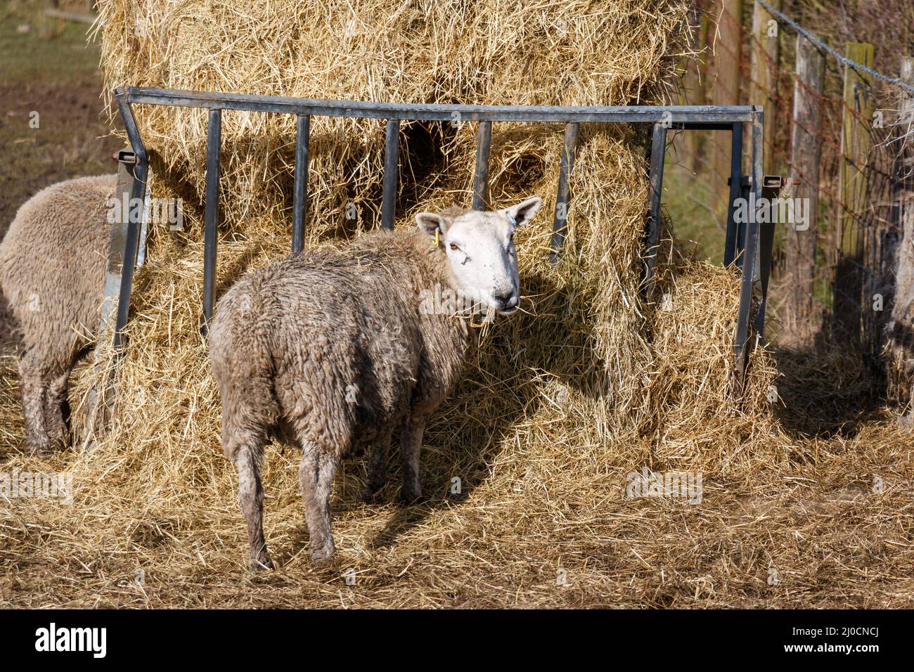sheep grazing for food in the field Stock Photo - Alamy