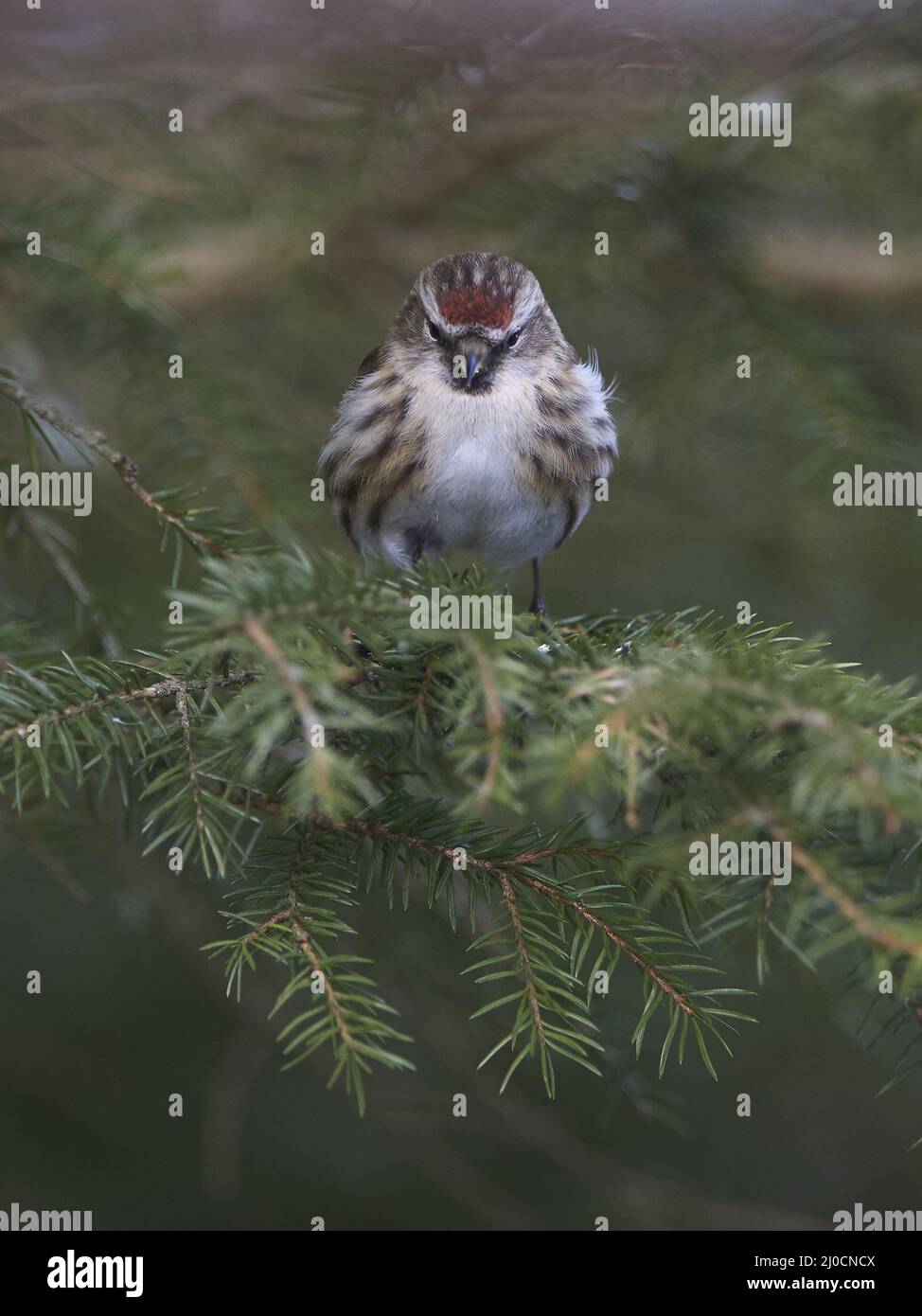 Red legged bird hi-res stock photography and images - Alamy
